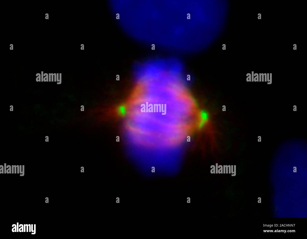 Mitosis. Fluorescence micrograph of a cell during metaphase of mitosis ...