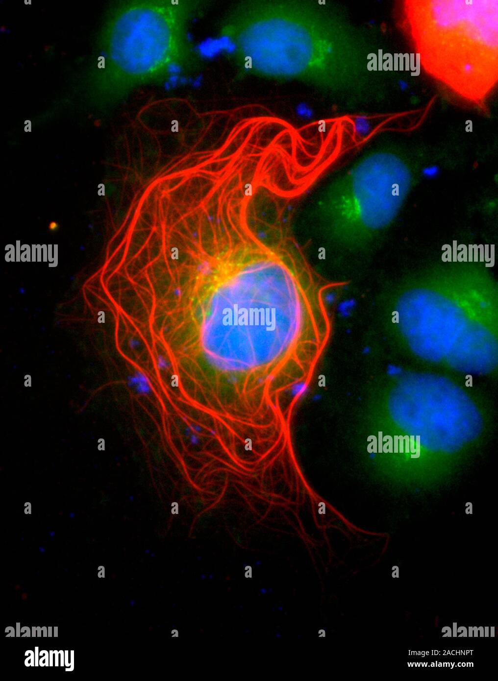 Cell structure. Fluorescent light micrograph of cultured cells from a ...