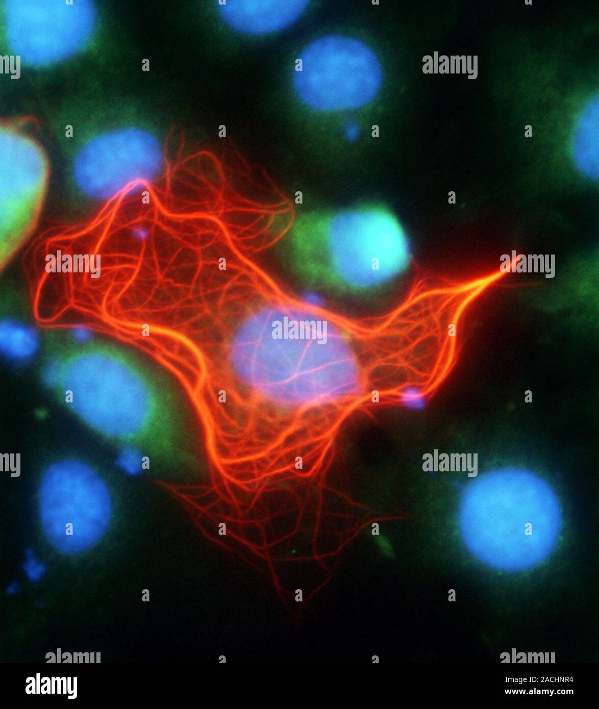 Cell structure. Fluorescent light micrograph of cultured cells from a ...