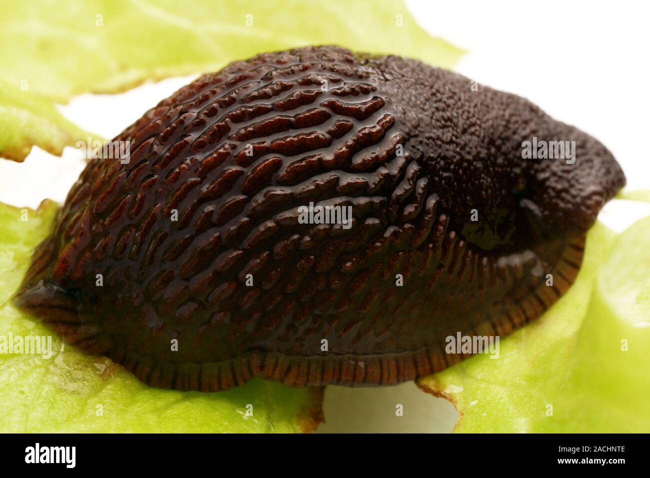 Black slug (Arion ater) on a leaf Stock Photo - Alamy