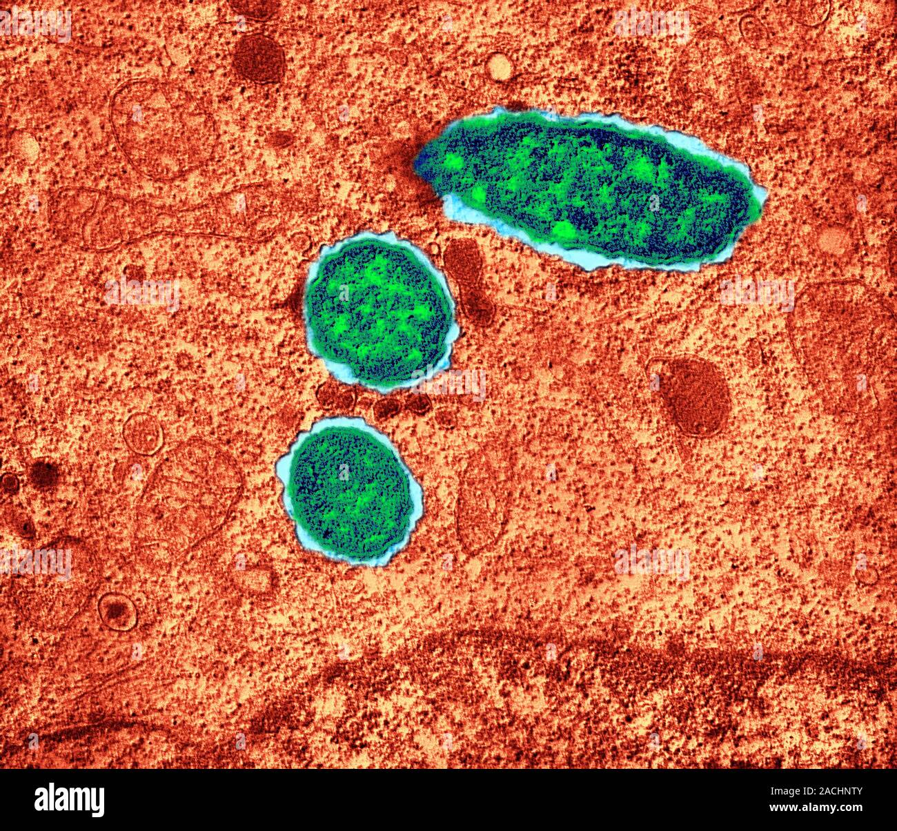 Salmonella bacteria. Coloured transmission electron micrograph (TEM) of ... Salmonella bacteria. Coloured transmission electron micrograph (TEM) of ...