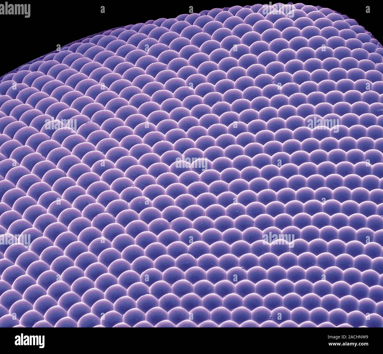 Compound eye. Coloured scanning electron micrograph (SEM) of an eye ...