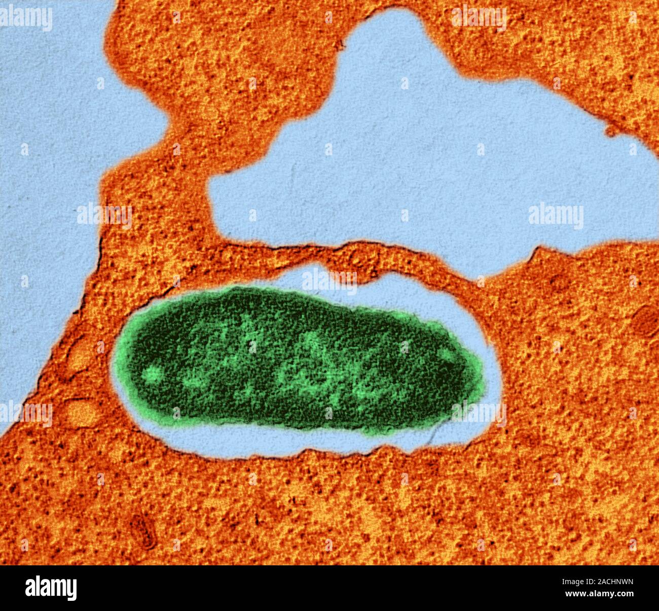 Salmonella bacteria. Coloured transmission electron micrograph (TEM) of ... Salmonella bacteria. Coloured transmission electron micrograph (TEM) of ...