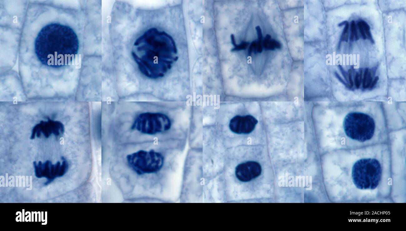 Plant cell mitosis. Light micrograph of root tip cells from an onion ...