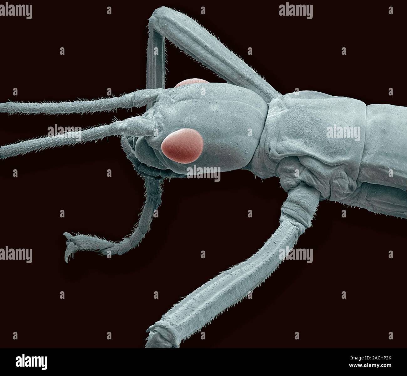 Stick insect. Coloured scanning electron micrograph (SEM) of a stick ...