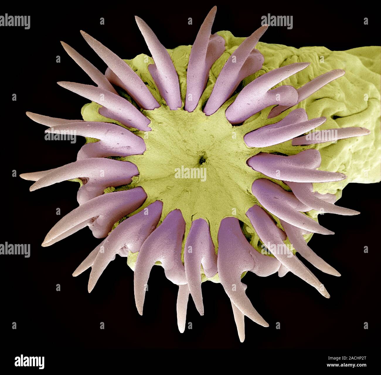 Tapeworm head. Coloured scanning electron micrograph of the head ...
