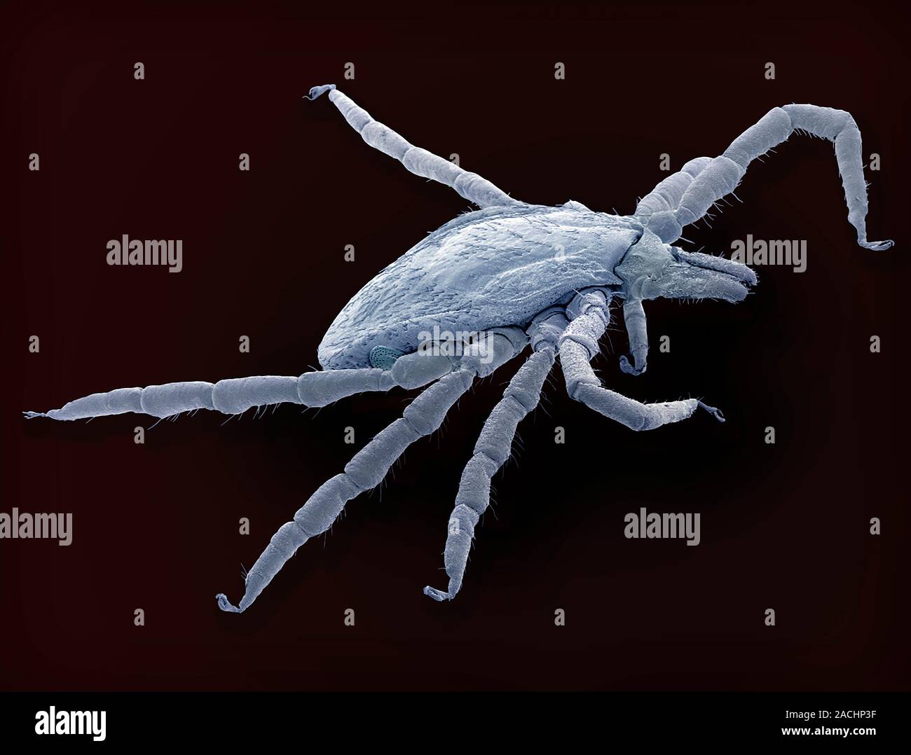 Tick, coloured scanning electron micrograph (SEM). Ticks (superfamily ...