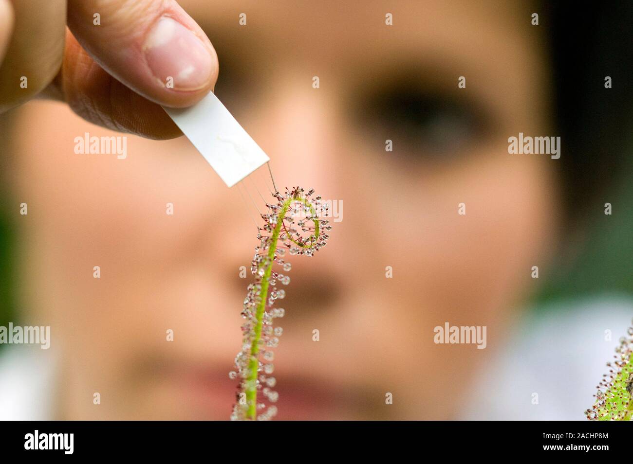 Plant genetics research. Plant biotechnology researcher collecting ...