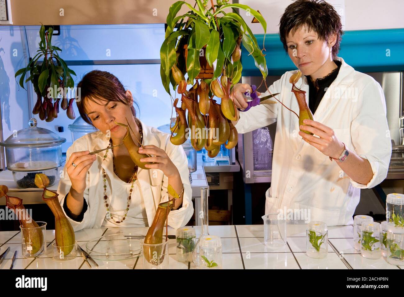 Plant genetics research. Plant biotechnology researchers in a ...