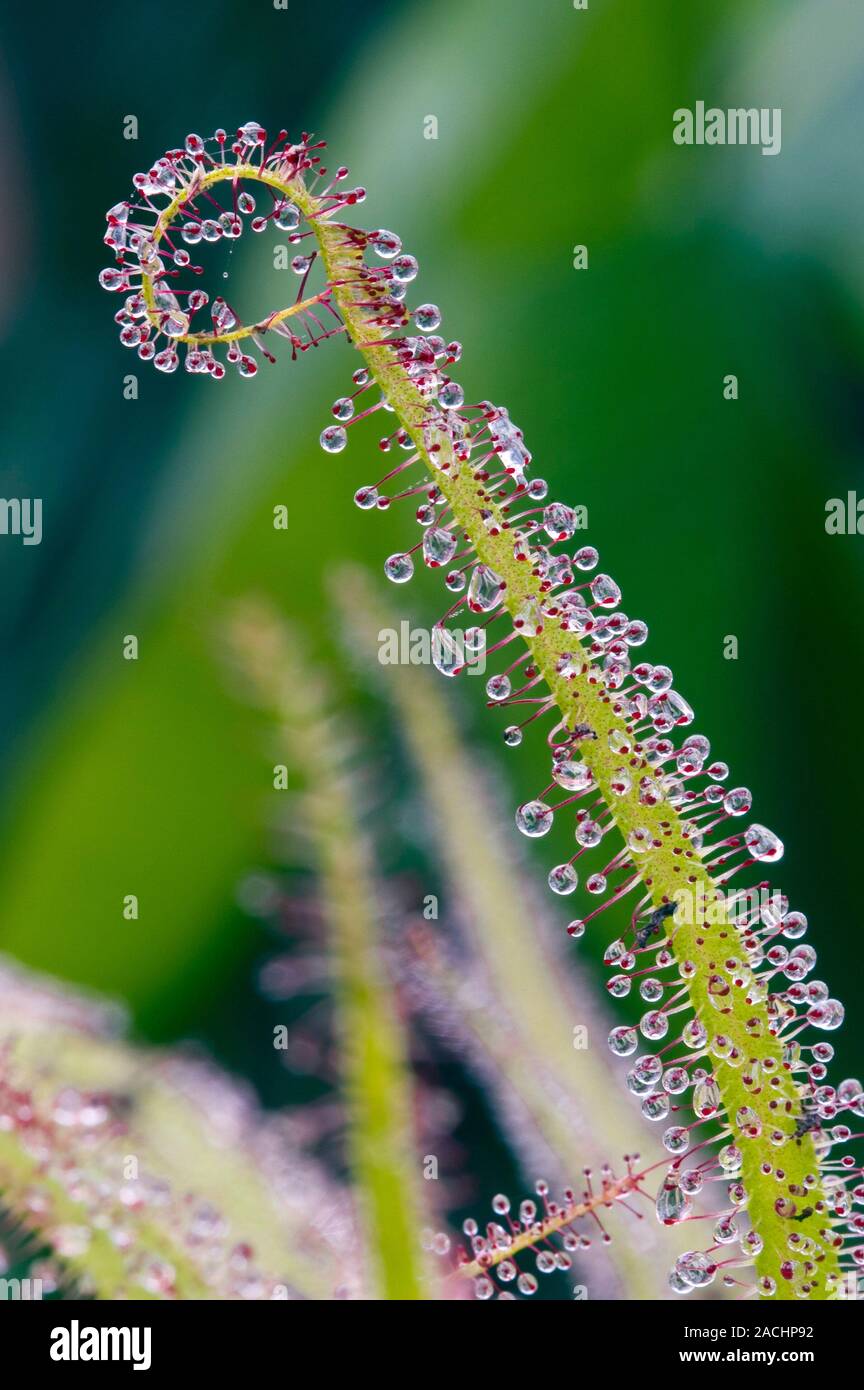 Sundew plant leaf. Part of a leaf of a Drosera capensis carnivorous ...
