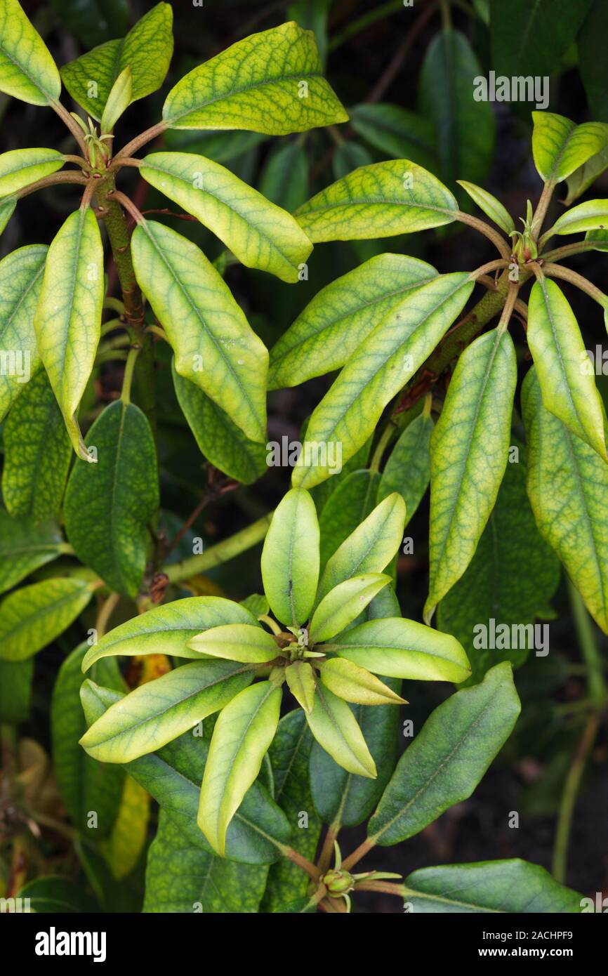 Iron deficiency on rhododendron leaves Stock Photo - Alamy