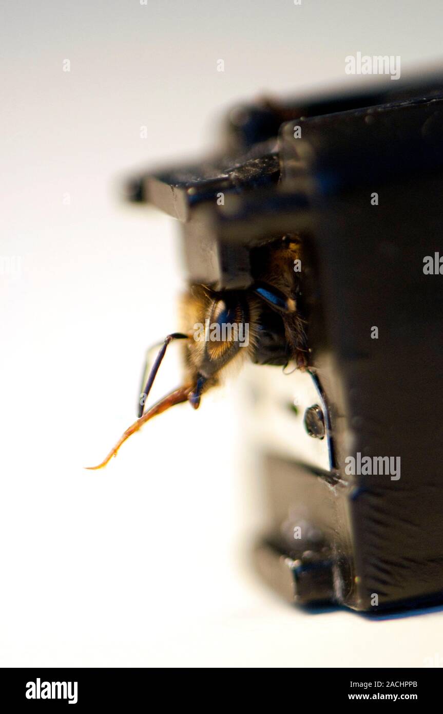 Sniffer honeybee detector. Honeybee (Apis melifera) head protruding ...