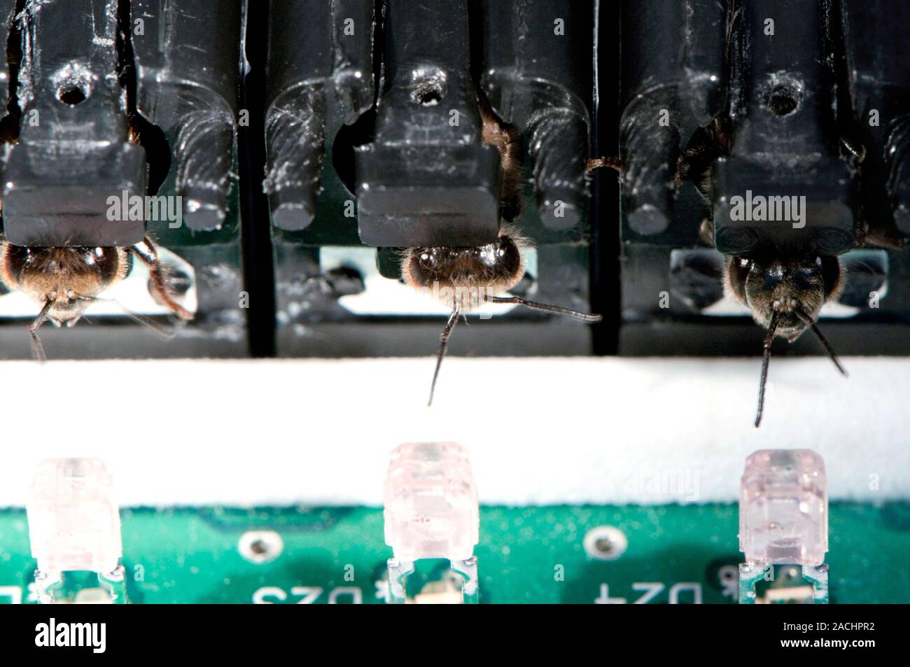 Sniffer honeybee detector. Honeybee (Apis melifera) heads protruding ...