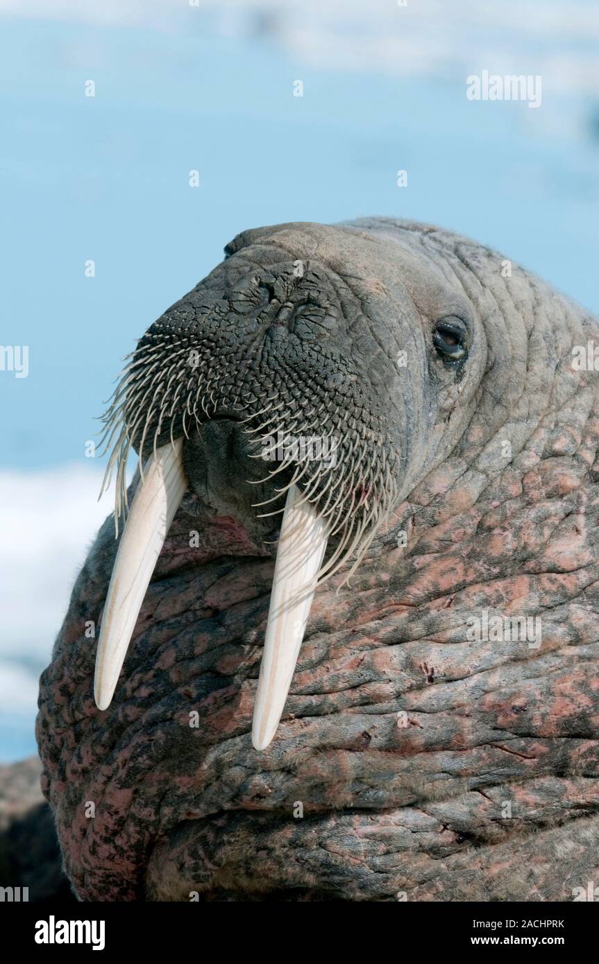 Atlantic walrus (Odobenus rosmarus rosmarus). This large, gregarious relative of the seal has ...