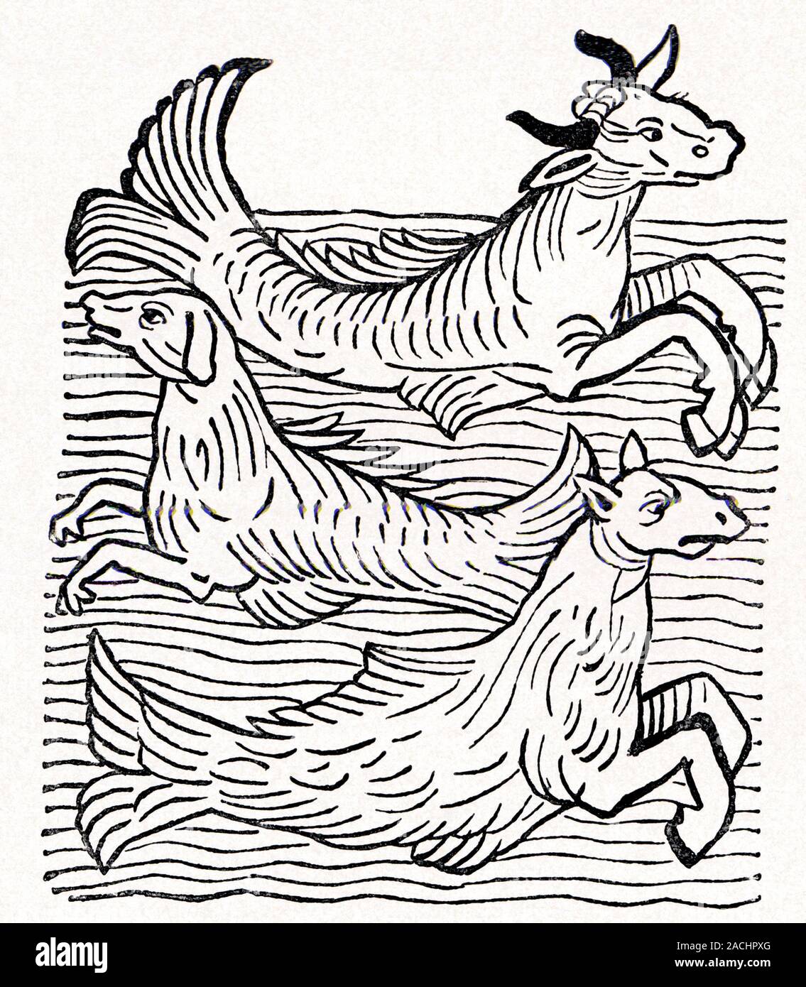 15th Century German woodcut print. Historical print of mythical sea ...