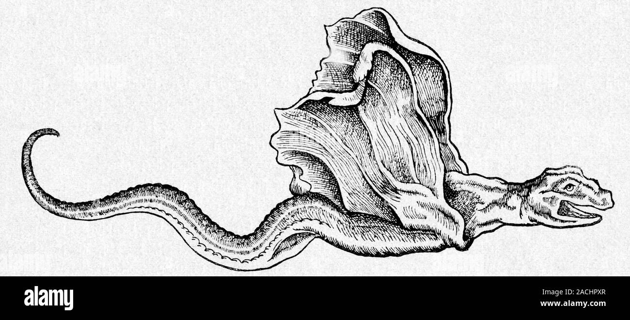 16th Century German woodcut print. Historical print of the mythical winged sea-serpent known as ...