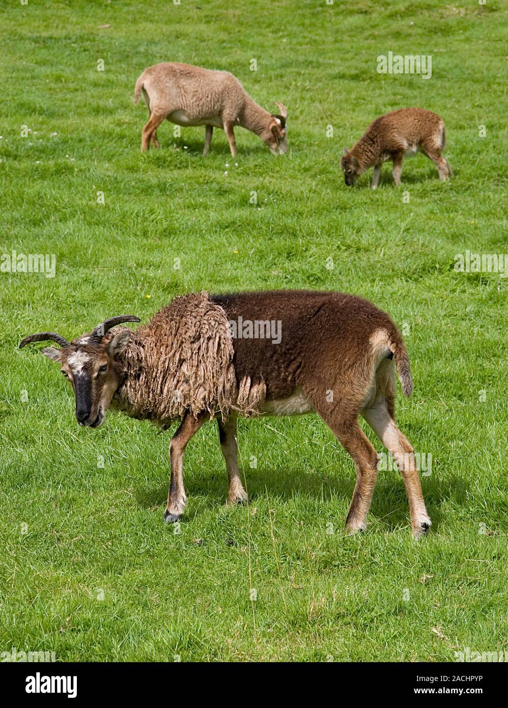 Ancient breed of sheep. They are descended from the first domesticated ...