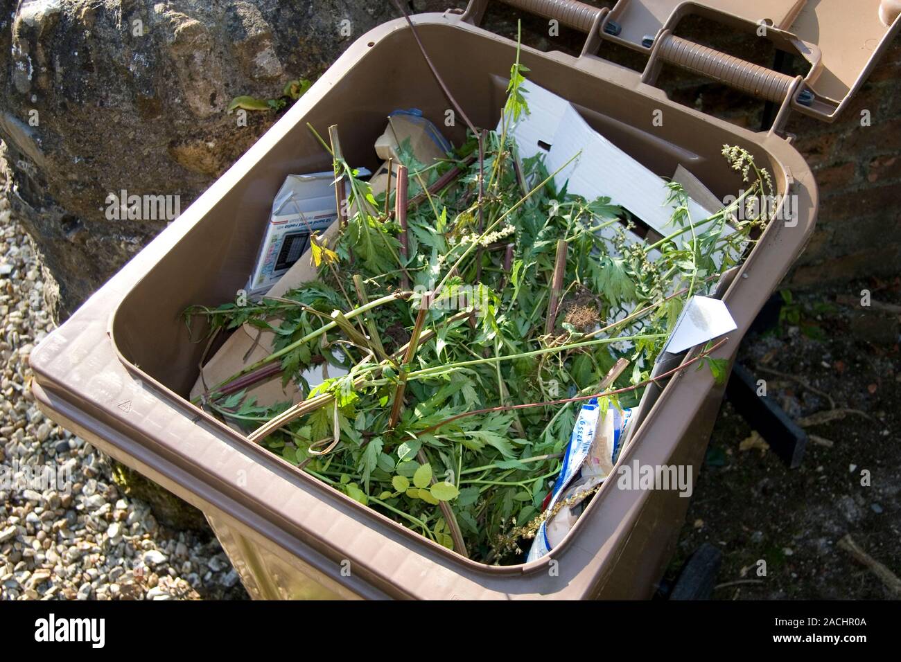 Wheeled brown plastic bin for the collection of green garden waste and ...