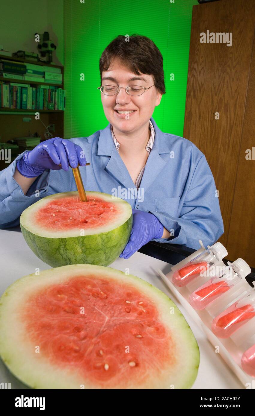 Plant genetics research. Plant geneticist removing flesh from a ...