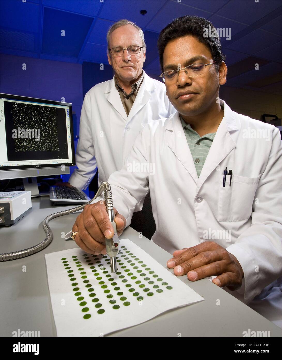 Plant stress research. Researchers performing a chlorophyll ...