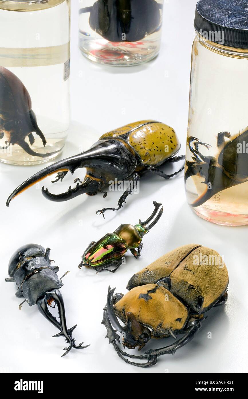 Stag beetle specimens. Collection of different species of stag beetles ...
