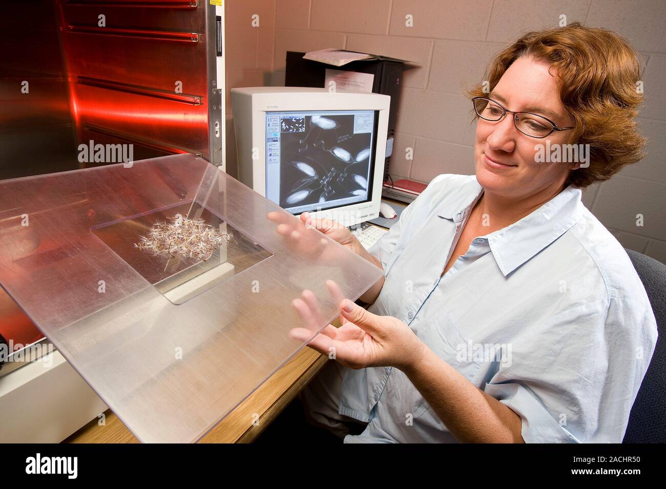 Seed research. Horticulturist using X-ray technology to assess the ...
