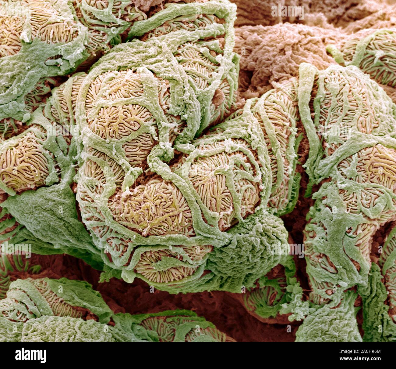 Kidney glomeruli. Coloured scanning electron micrograph (SEM) of tissue ...