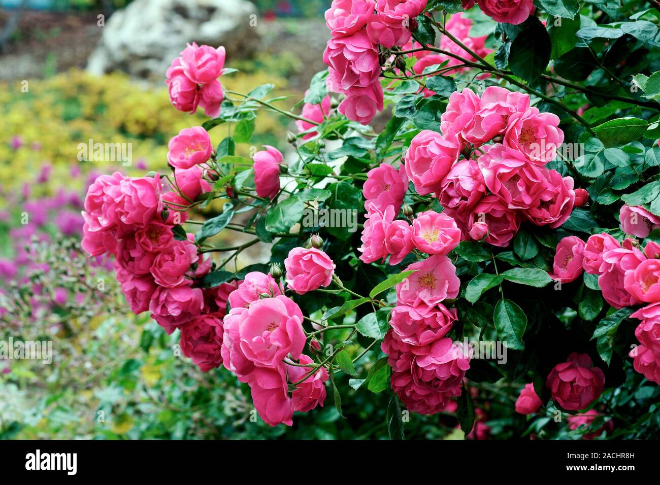 Rose (Rosa 'Angela') in flower Stock Photo - Alamy