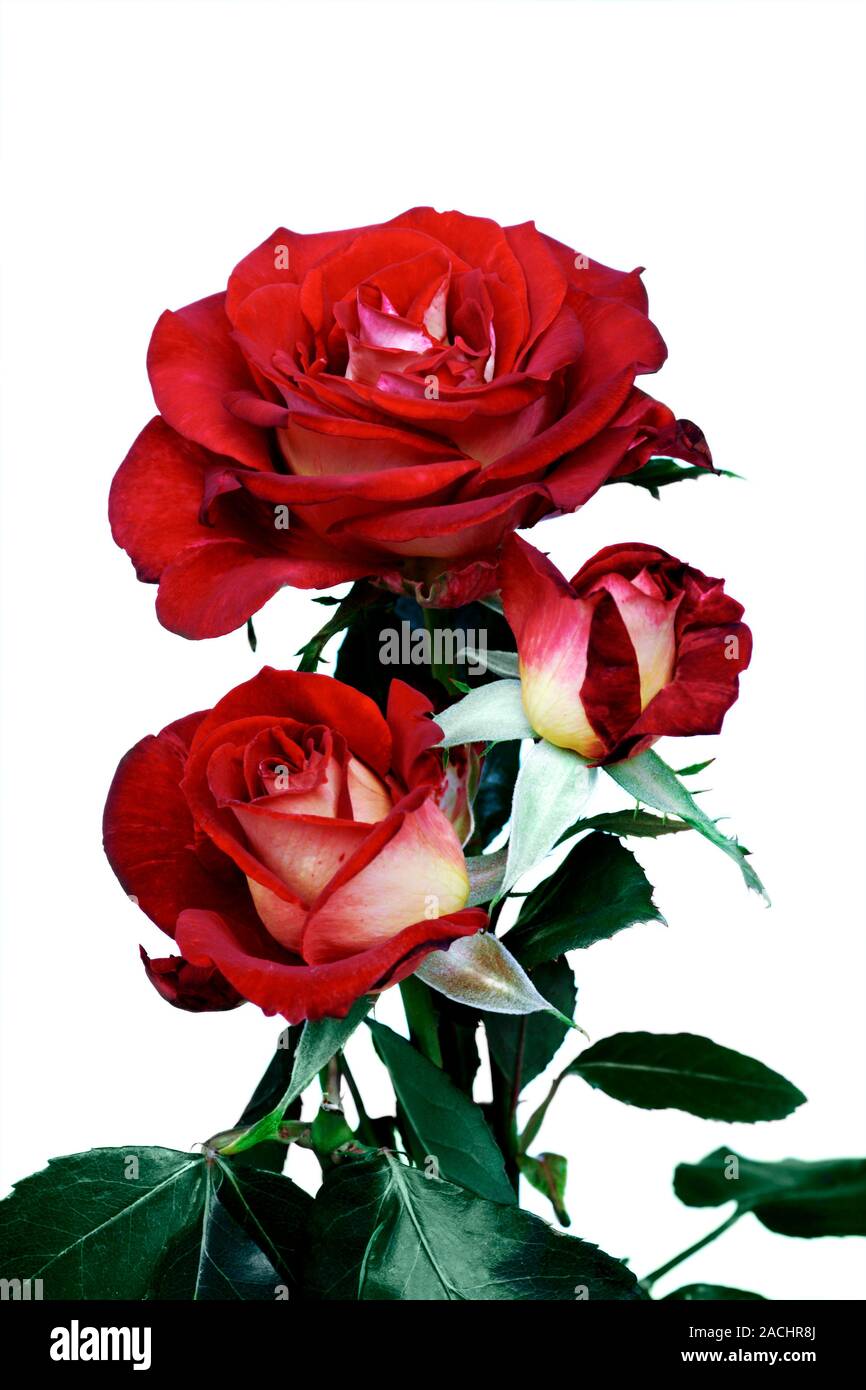 Hybrid Tea Rose (Rosa 'Bicolette') in flower Stock Photo - Alamy