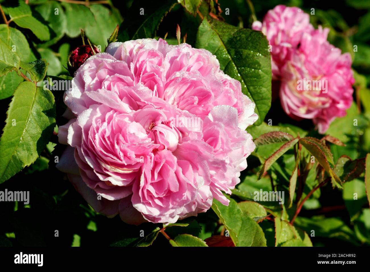 Rose (Rosa 'Jacques Cartier') in flower Stock Photo - Alamy