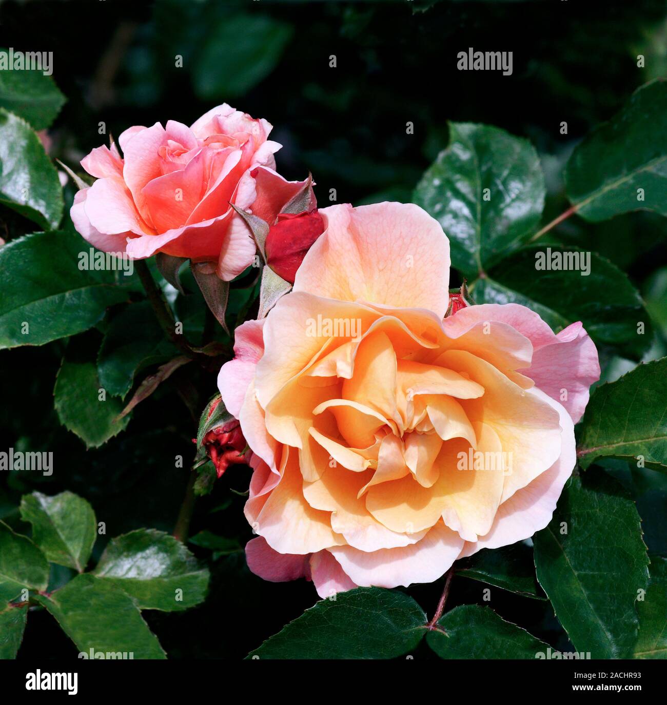 Rose (Rosa 'Marie Curie') in flower Stock Photo - Alamy
