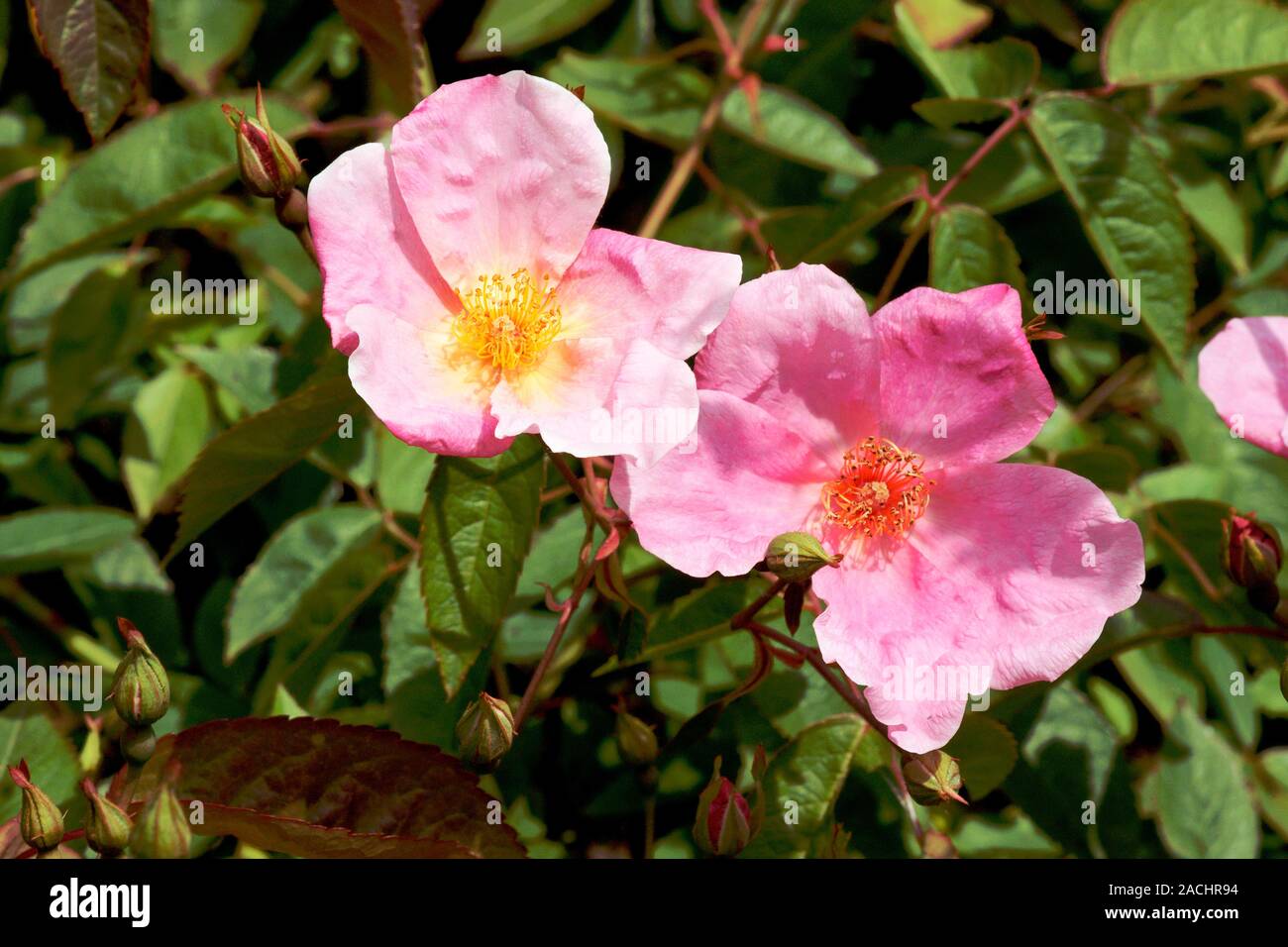 Rose (Rosa 'Mateo's Silk Butterfly') in flower Stock Photo - Alamy