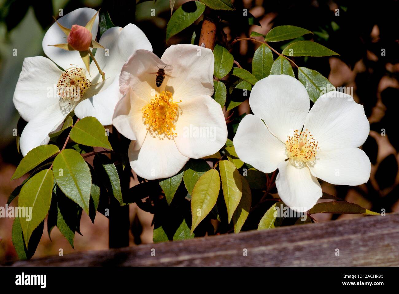 Rose (Rosa 'Montecito') in flower Stock Photo - Alamy