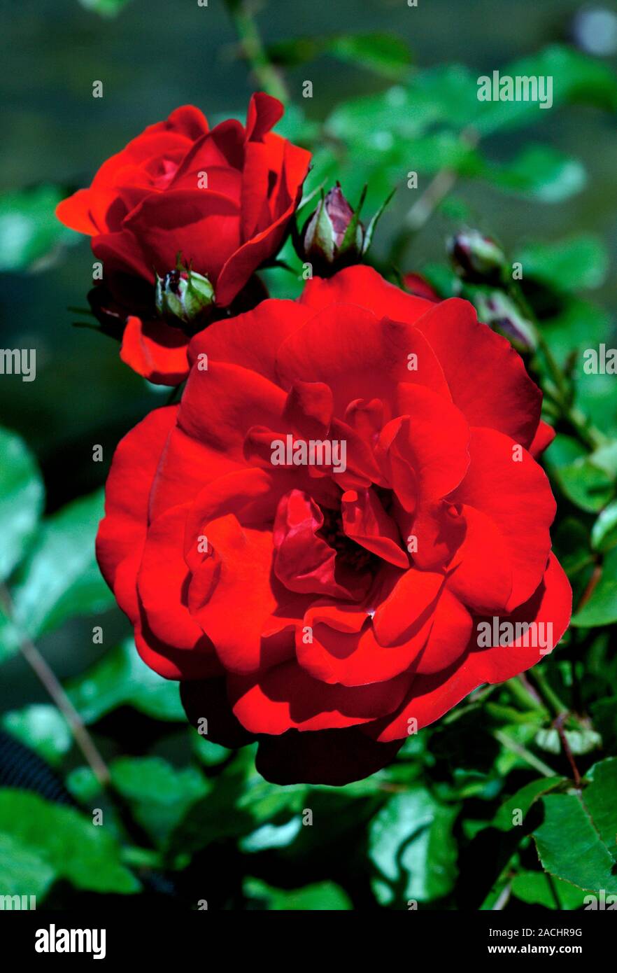 Rose (Rosa 'Trumpeter') in flower Stock Photo - Alamy