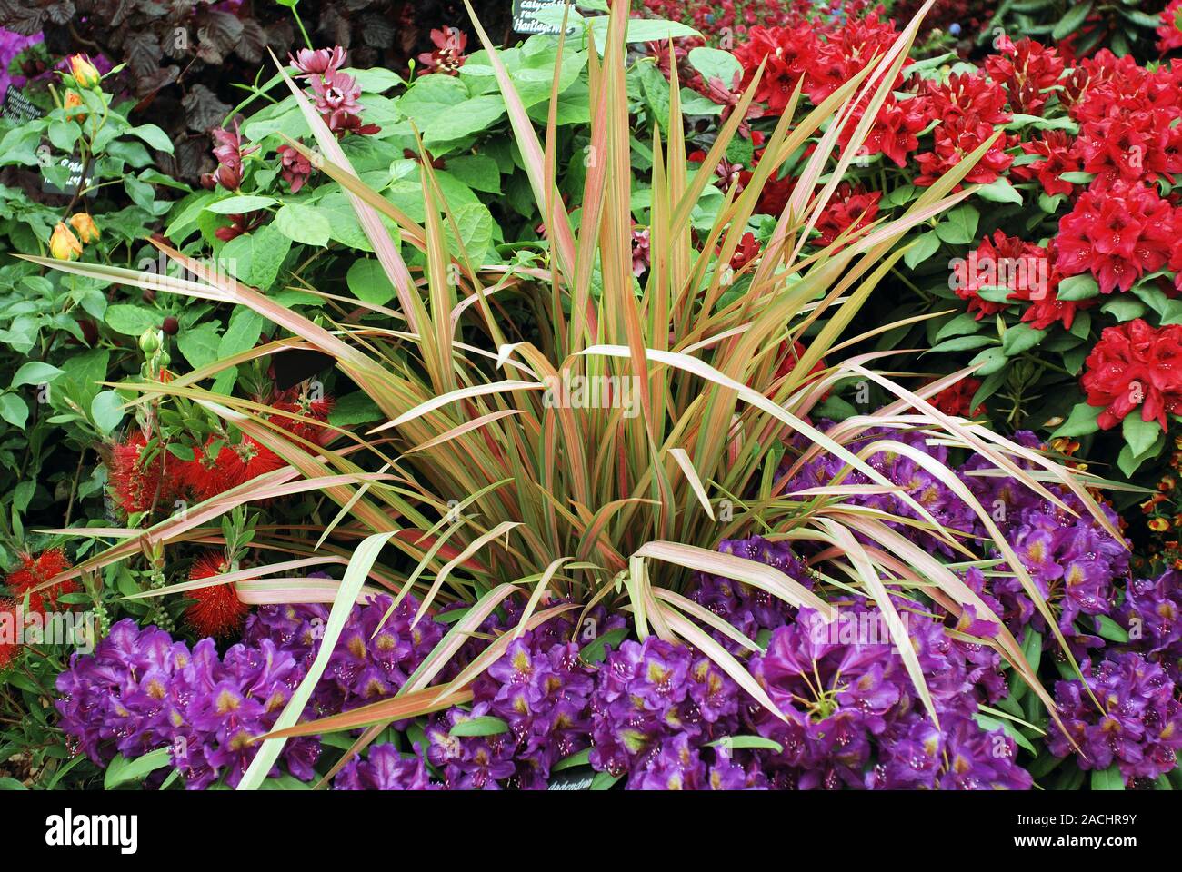 New Zealand Flax (Phormium 'Jester') in mixed flowerbed Stock Photo - Alamy