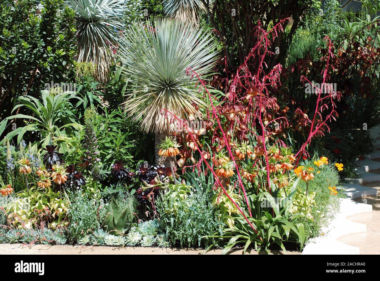 Mixed tropical border in summer Stock Photo - Alamy