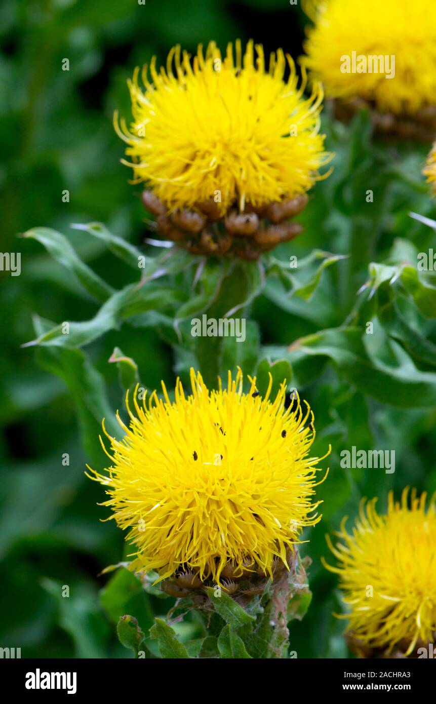 Great-headed Centaury (Centaurea macrocephala) in flower Stock Photo ...