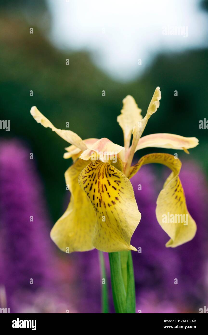 Iris forrestii in flower Stock Photo - Alamy