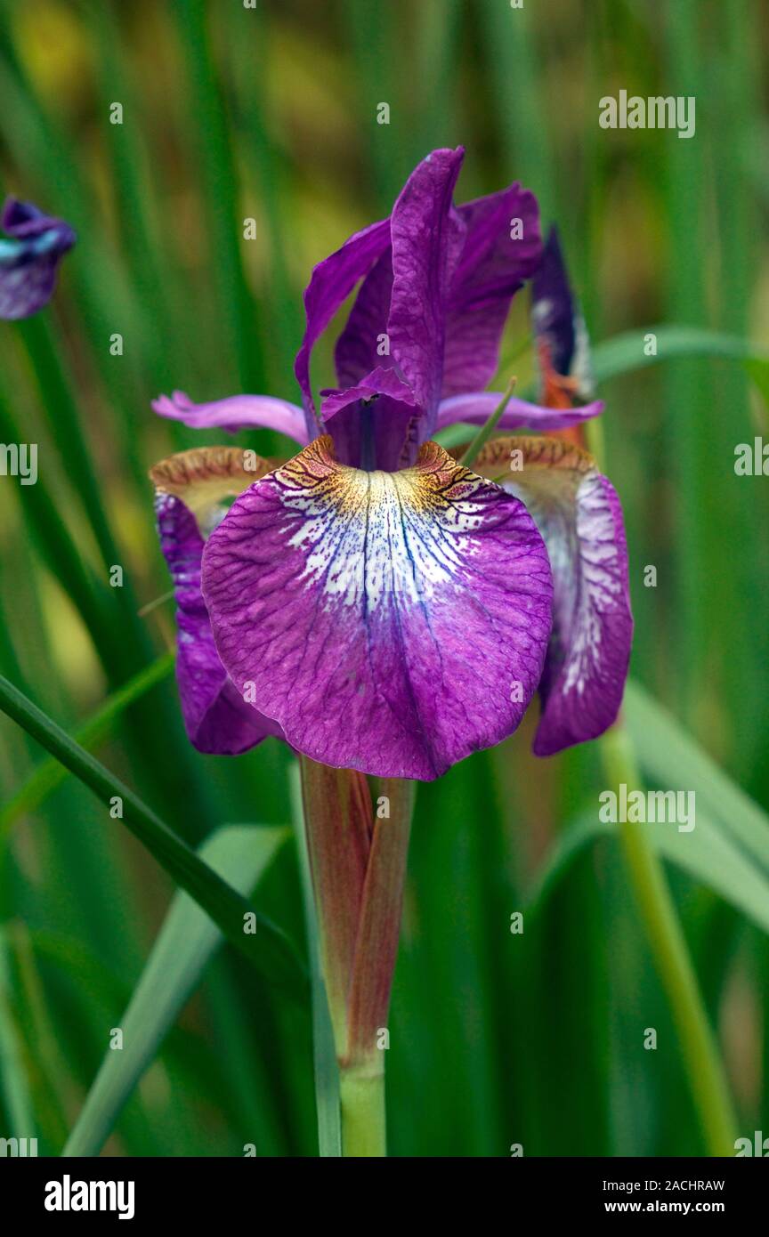 Iris sibirica 'Helen Astor' in flower Stock Photo - Alamy