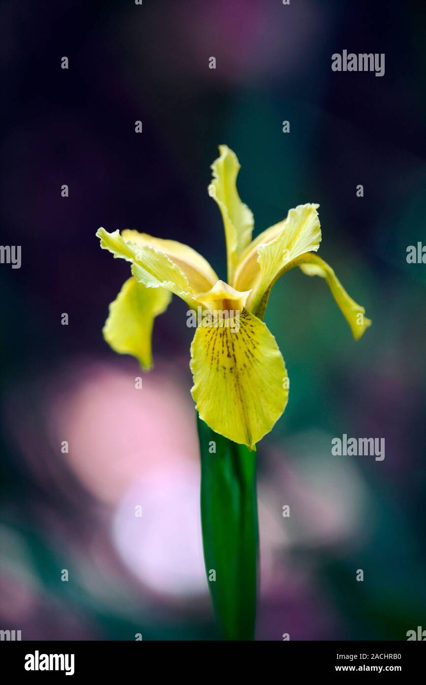 Iris wilsonii in flower Stock Photo - Alamy