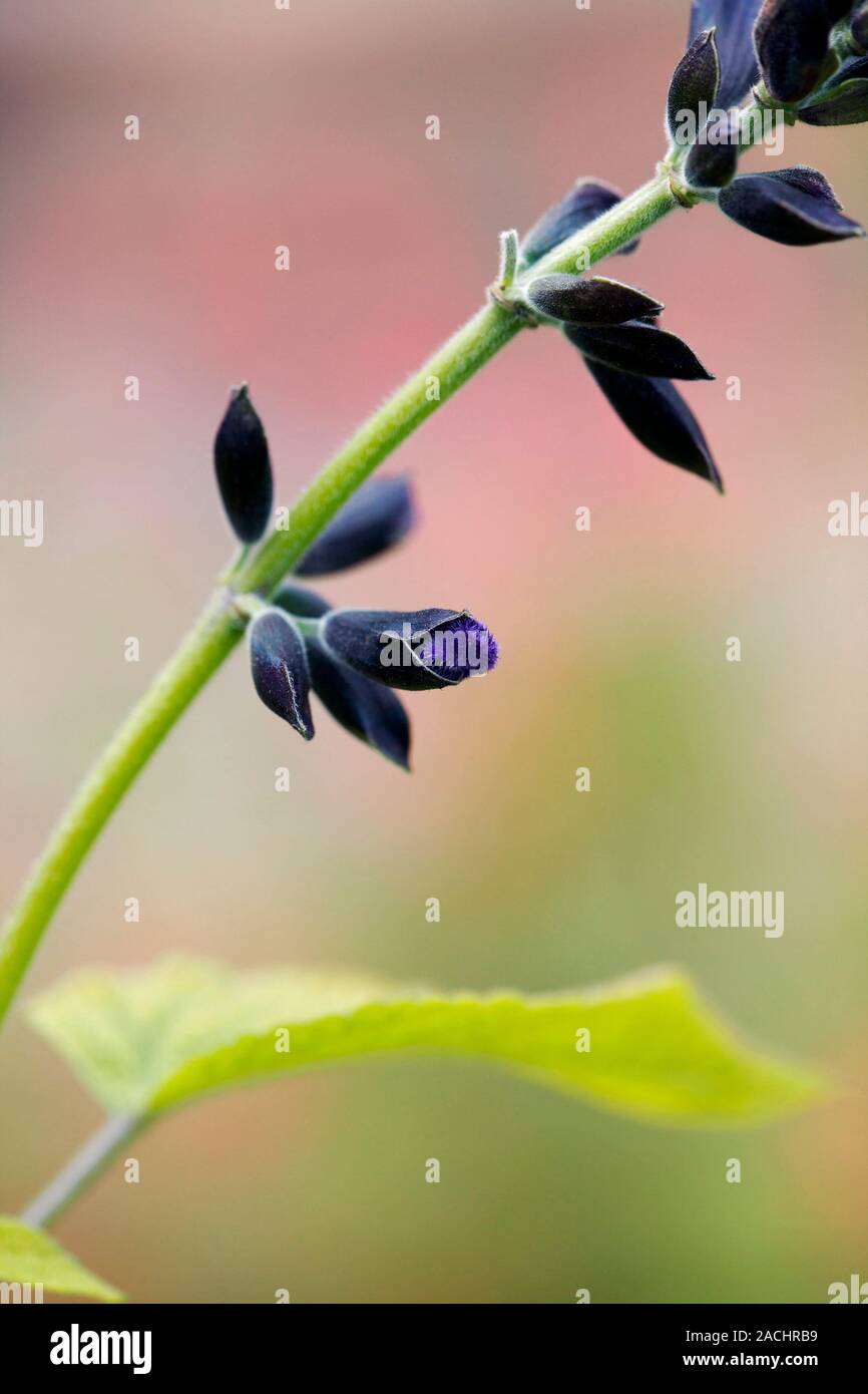 Sage (Salvia guaranitica) in flower Stock Photo - Alamy
