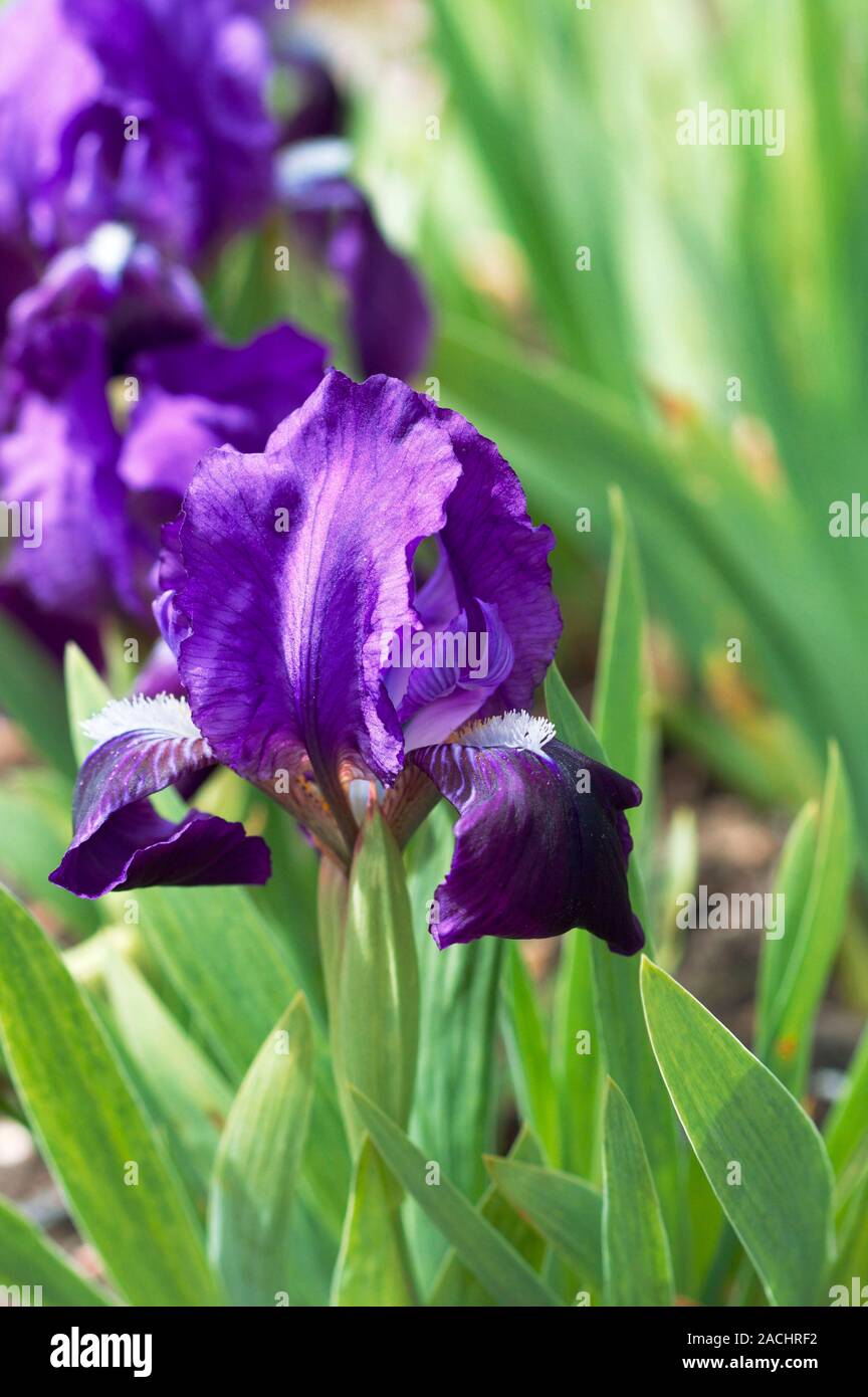 Iris lutescens 'Cyanea' in flower Stock Photo - Alamy