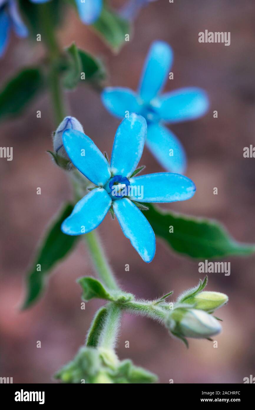 Tweedia caerulea in flower Stock Photo - Alamy