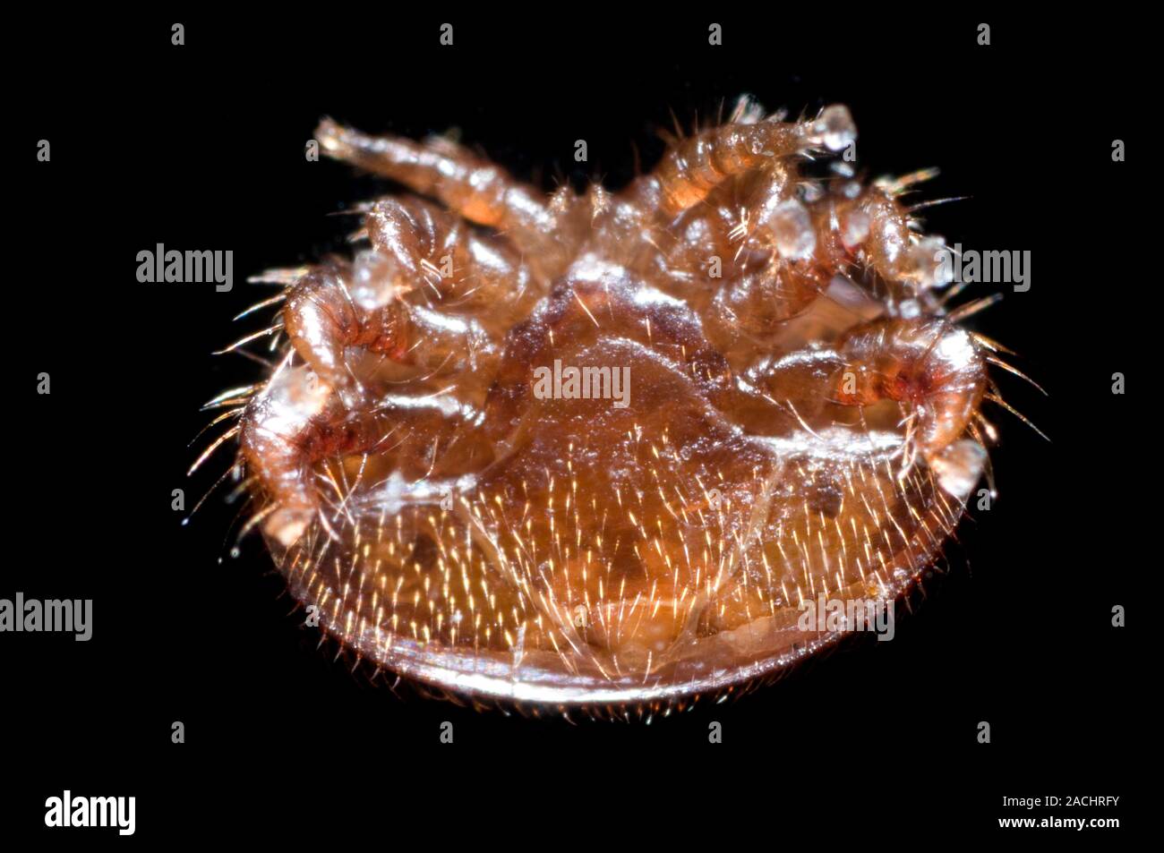 Honey bee mite (Varroa destructor), light micrograph. Varroa are ...