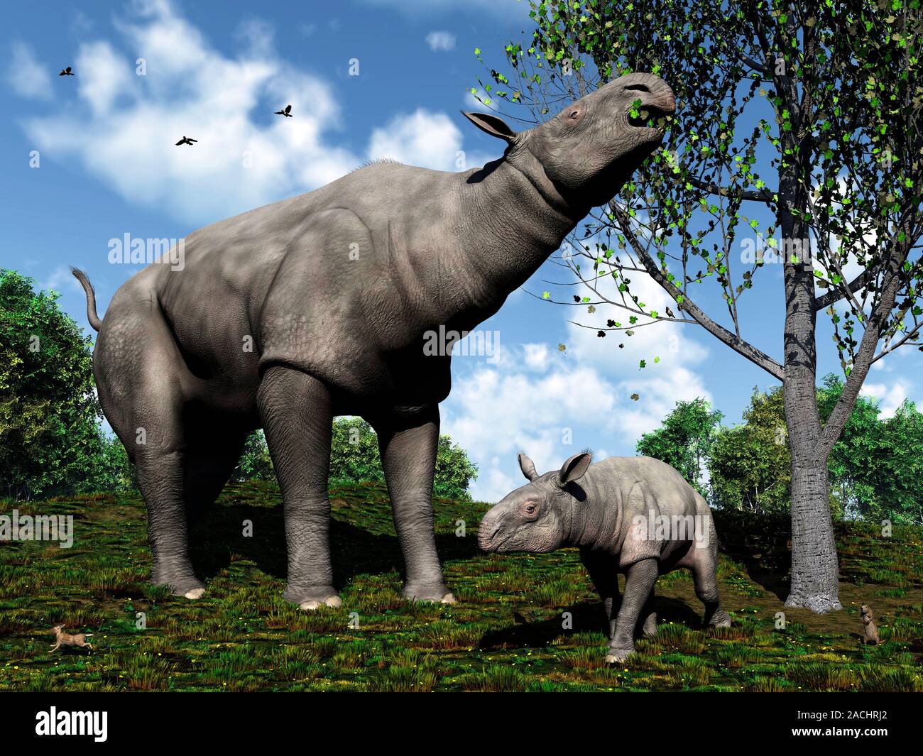 Paraceratherium. Artwork of a female Paraceratherium and her young in ...