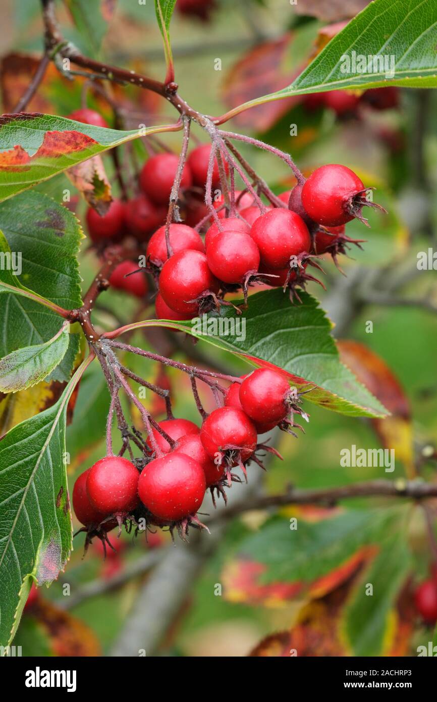 Cockspur thorn (Crataegus crus-galli Stock Photo - Alamy