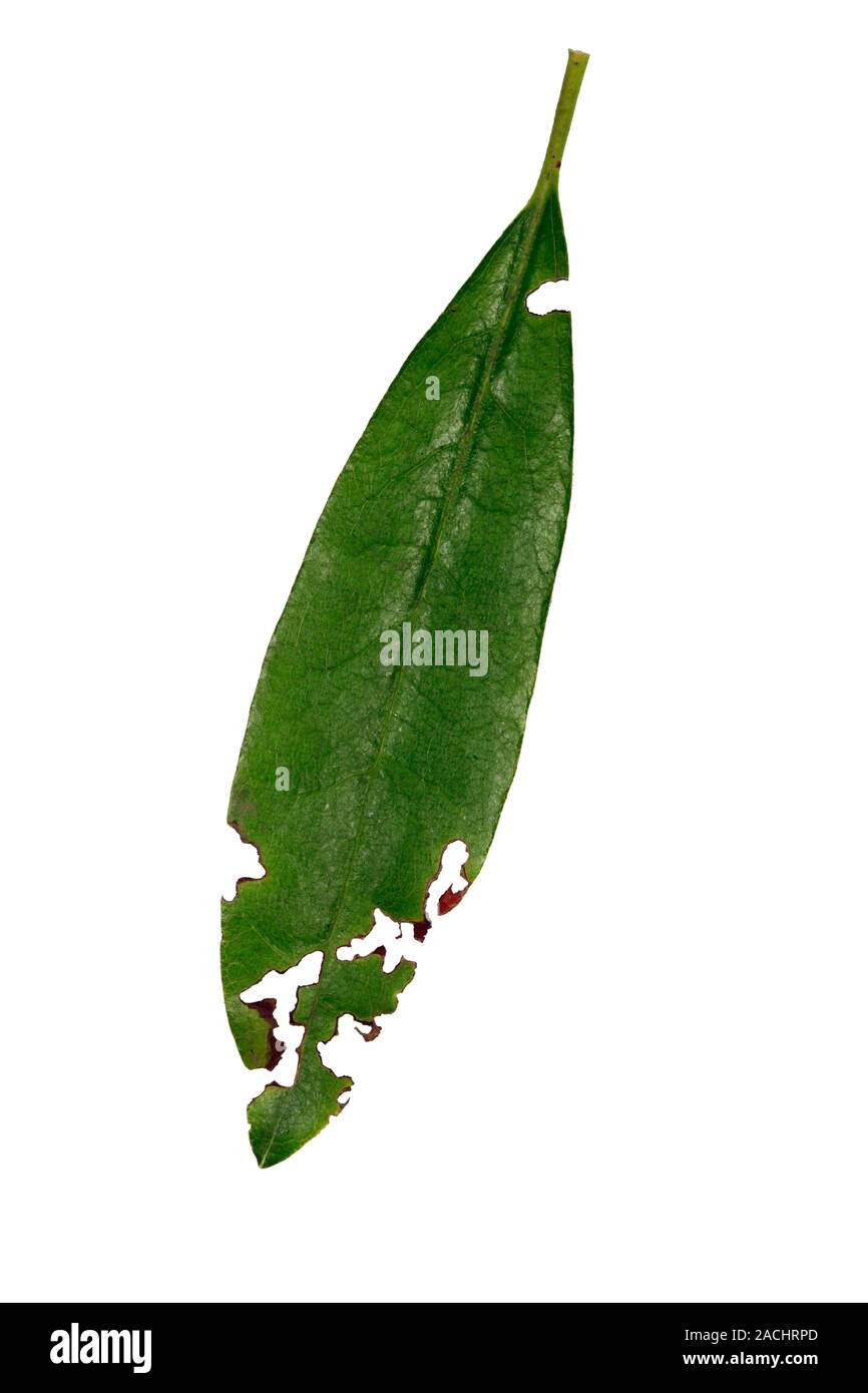 Weevil damage to rhododendron leaf Stock Photo - Alamy