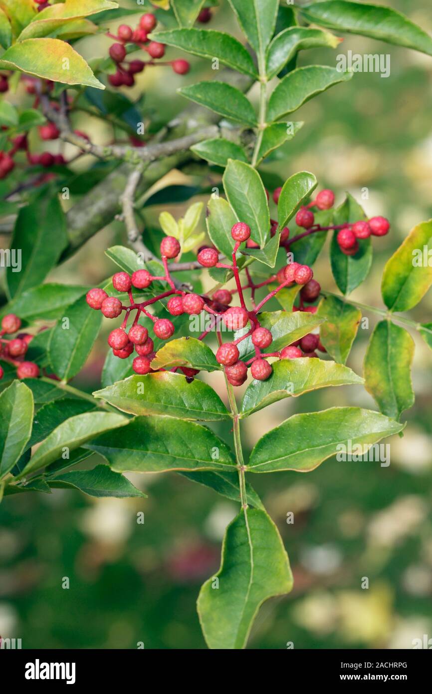 Toothache tree (Zanthoxylum americanum Stock Photo - Alamy
