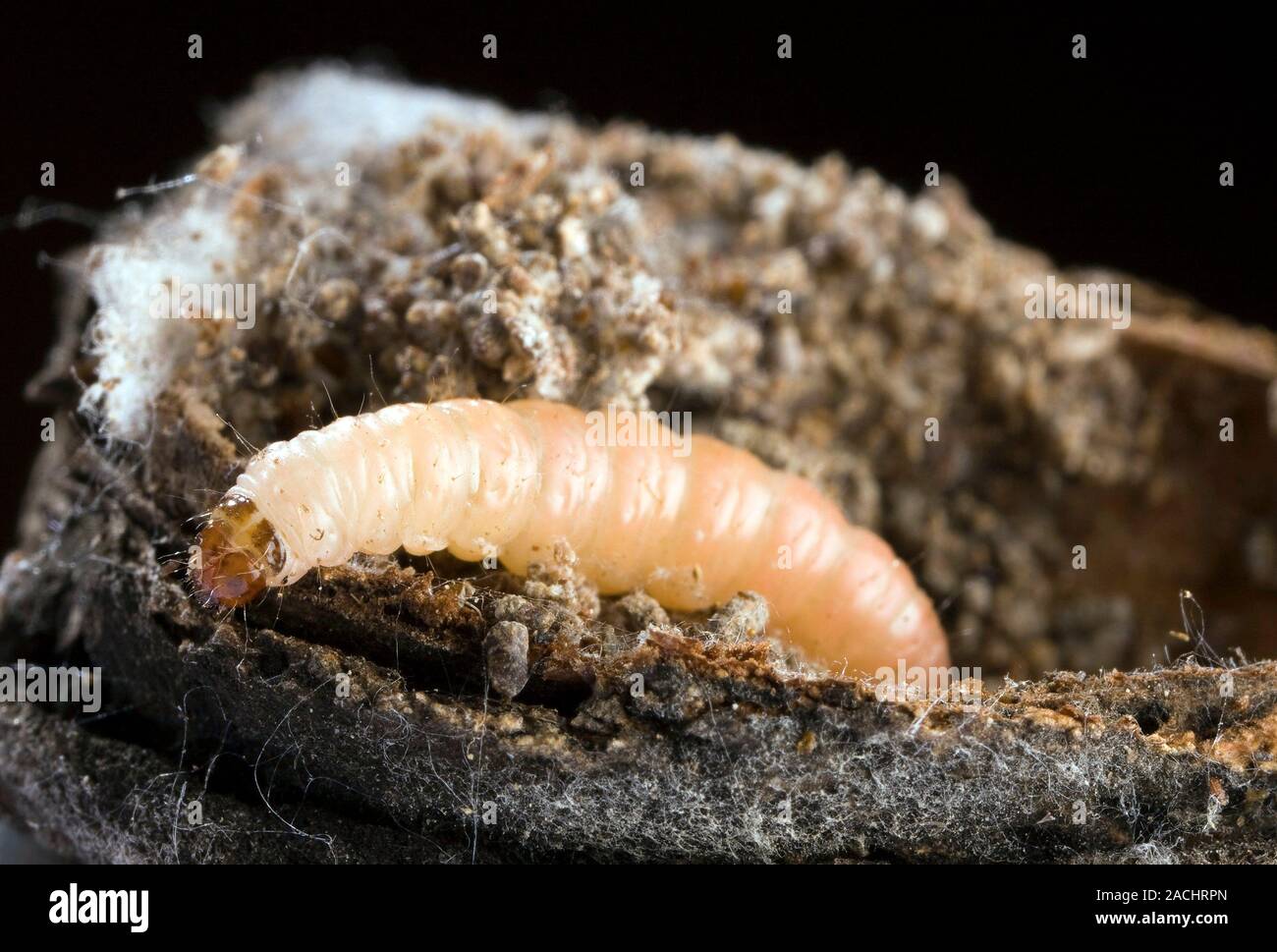 Navel orangewom larva. Fifth instar navel orangeworm (Amyelois ...