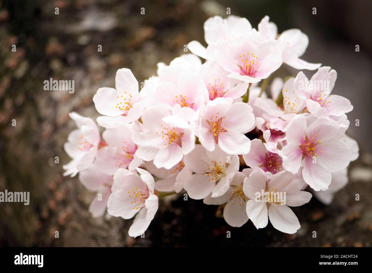Yoshino cherry (Prunus x yedoensis) in flower Stock Photo - Alamy